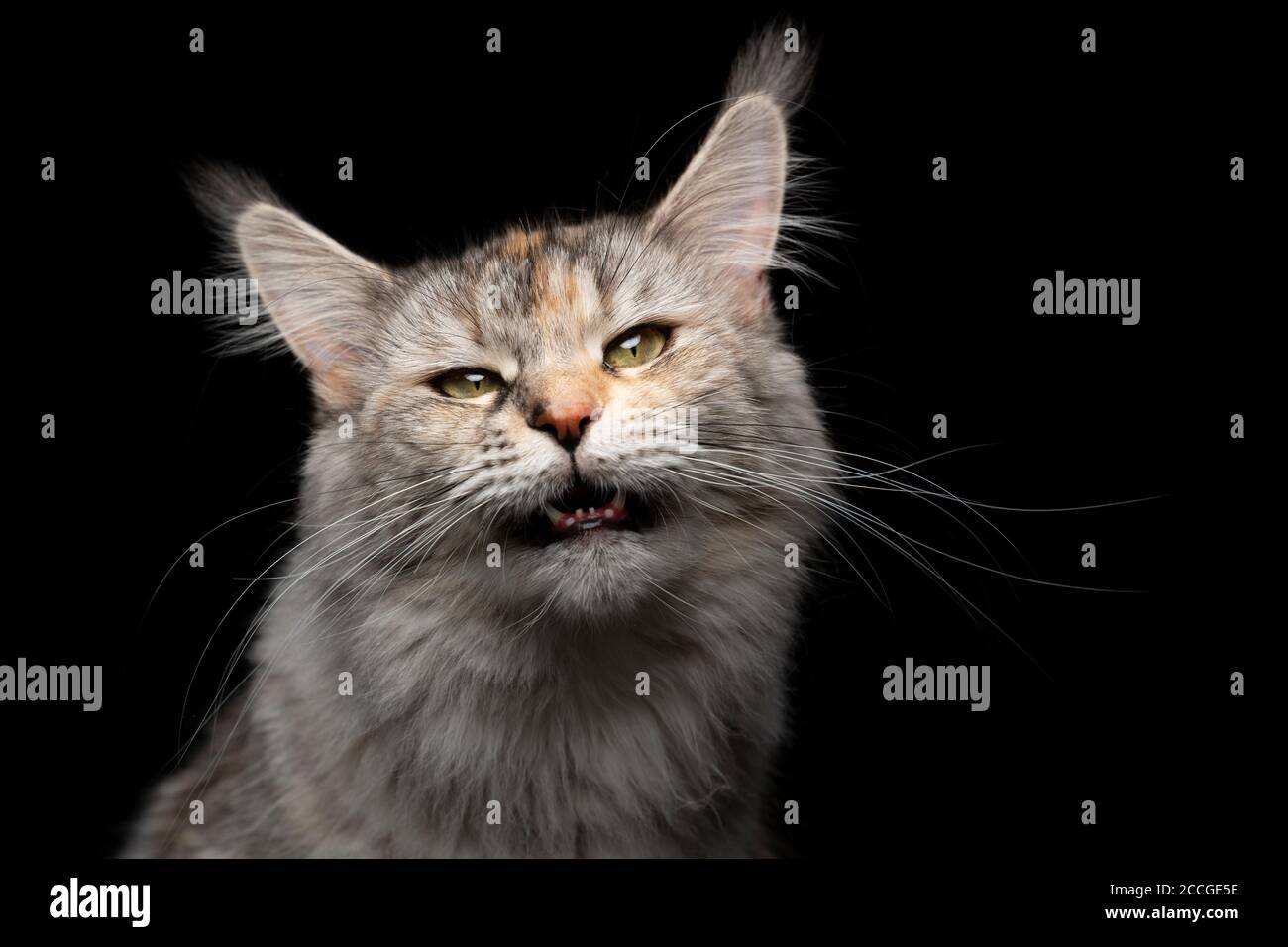 tabby maine coon cat meowing with open mouth looking at camera Stock ...