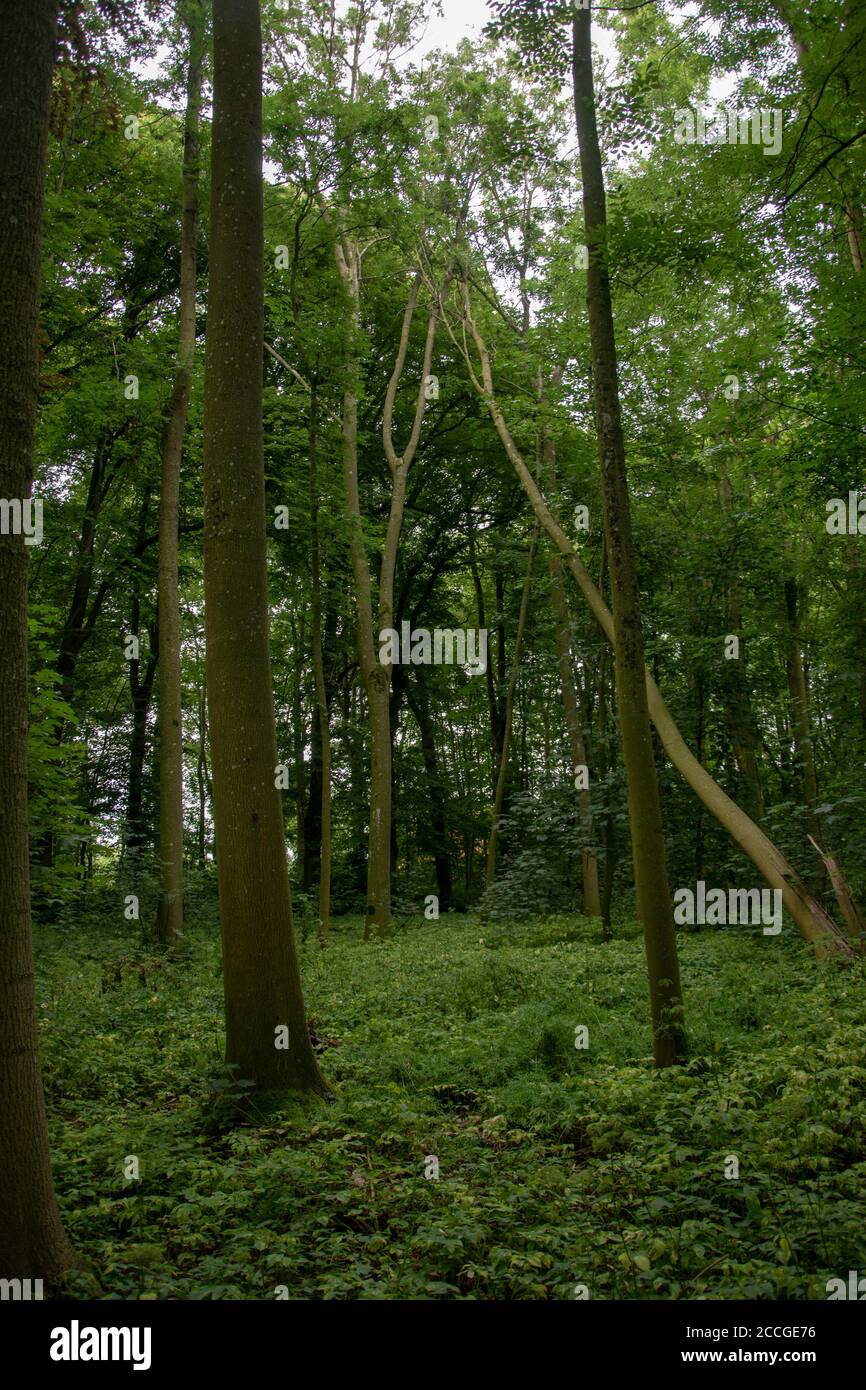 Vertical shot of trees, leaves and brushwood Stock Photo - Alamy