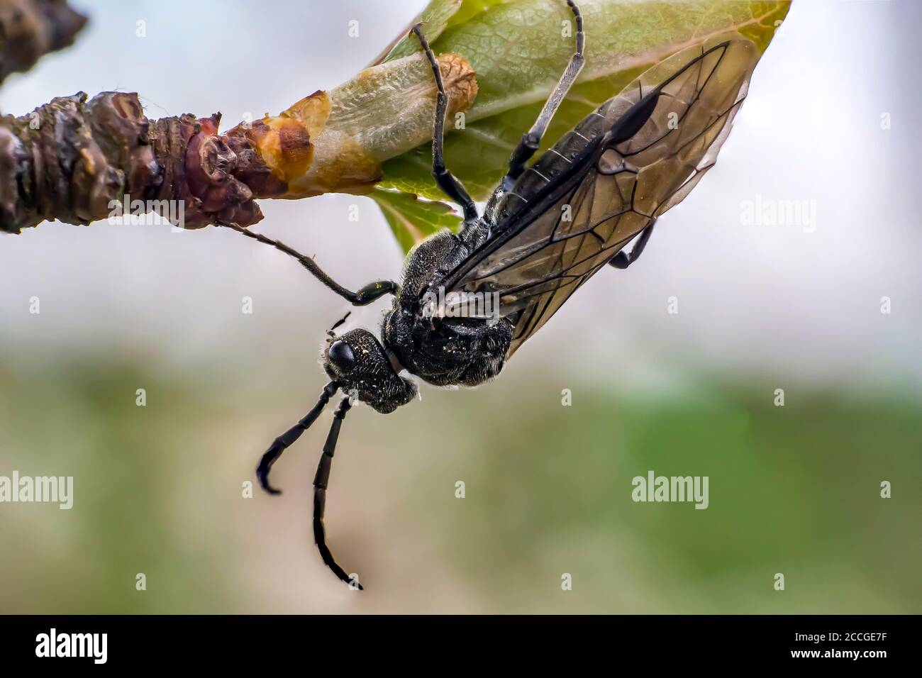 fly bug when eating of blossom bud in spring time Stock Photo - Alamy