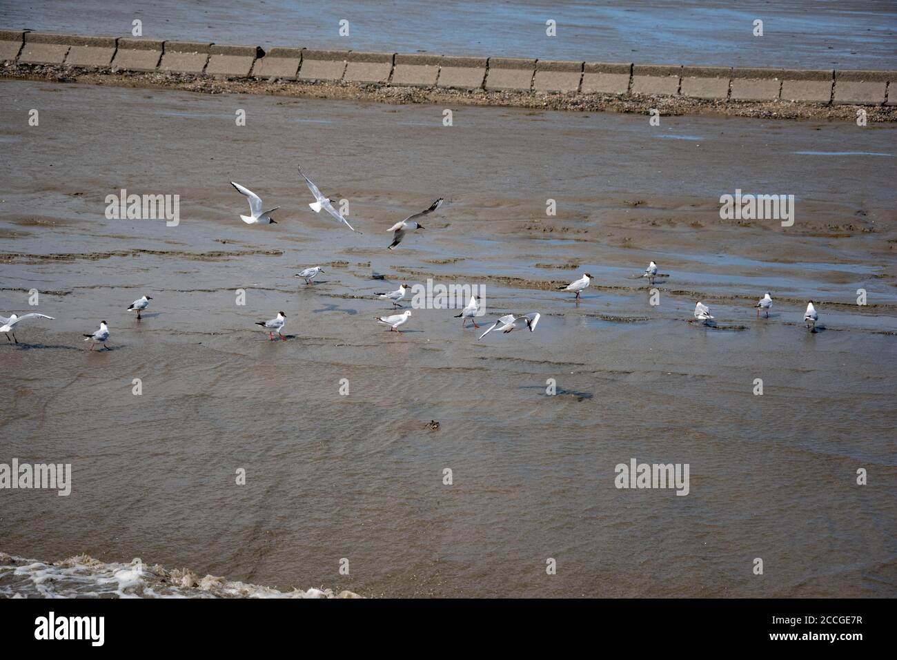 Closeup shot seagulls beach hi-res stock photography and images - Alamy