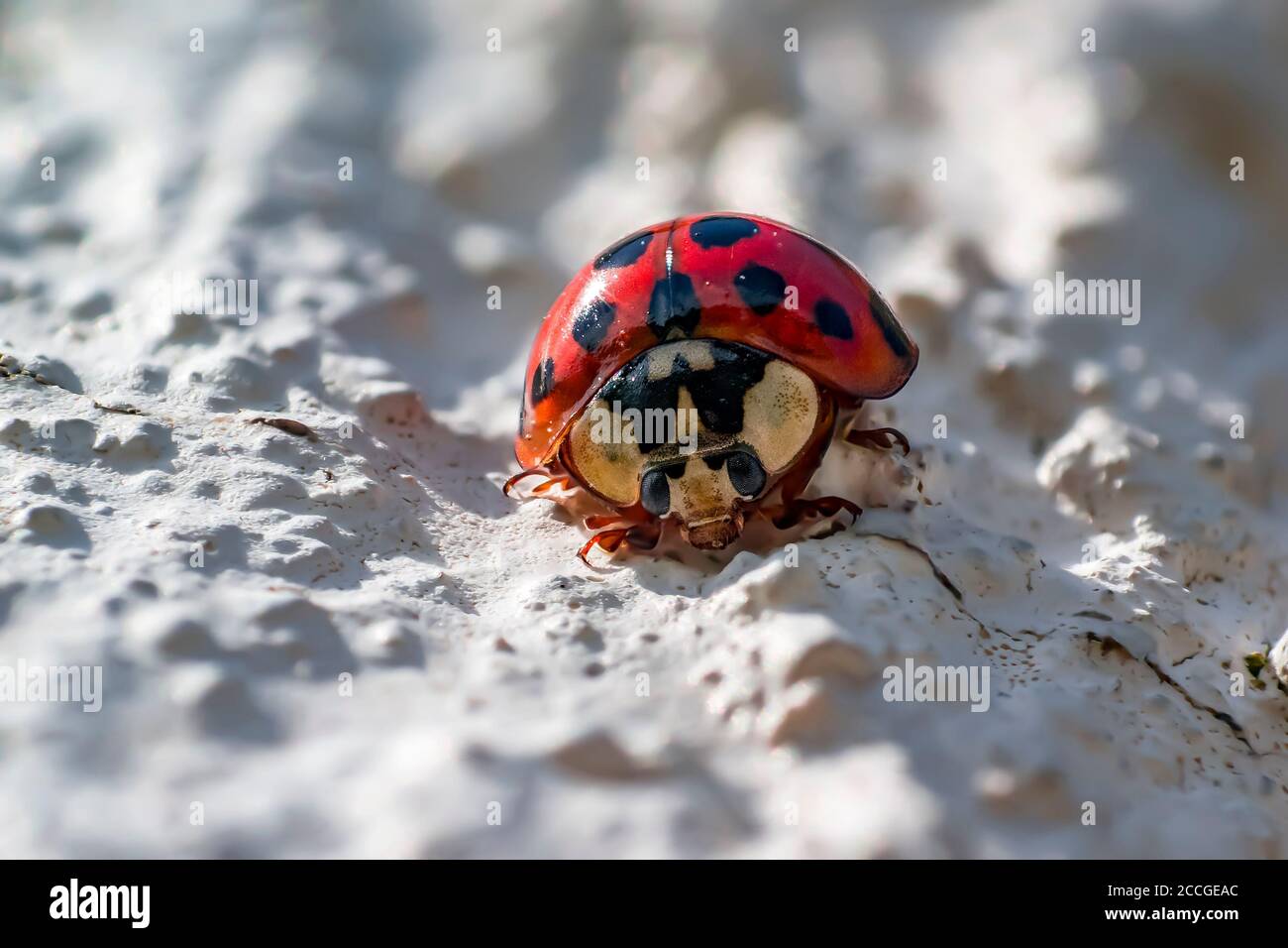 little macro lady bug in spring season Stock Photo - Alamy