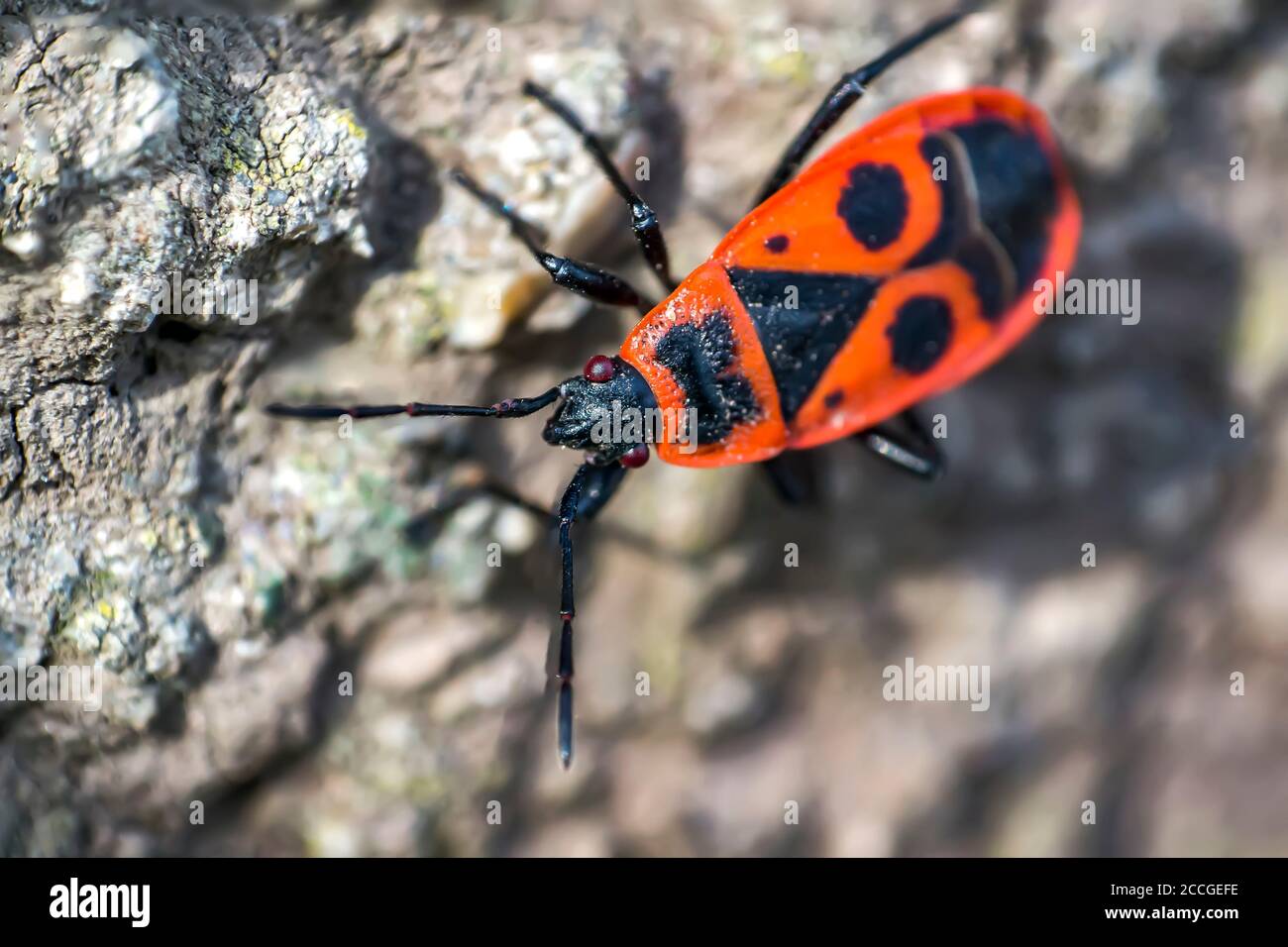 fire bug close up Stock Photo - Alamy