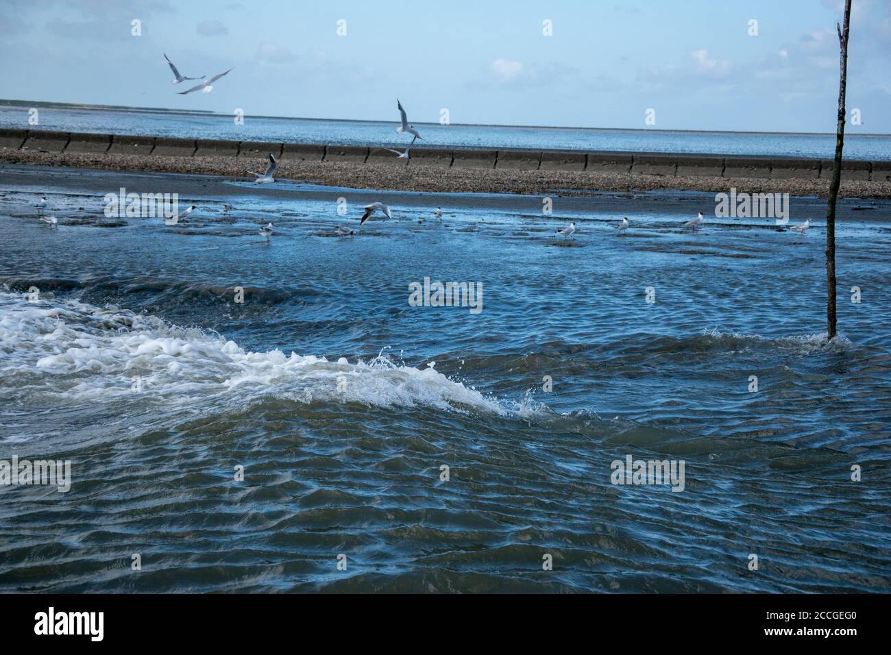 Closeup shot seagulls beach hi-res stock photography and images - Alamy