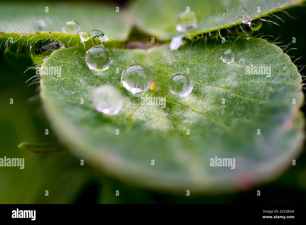 Cluster of shamrock hi-res stock photography and images - Alamy