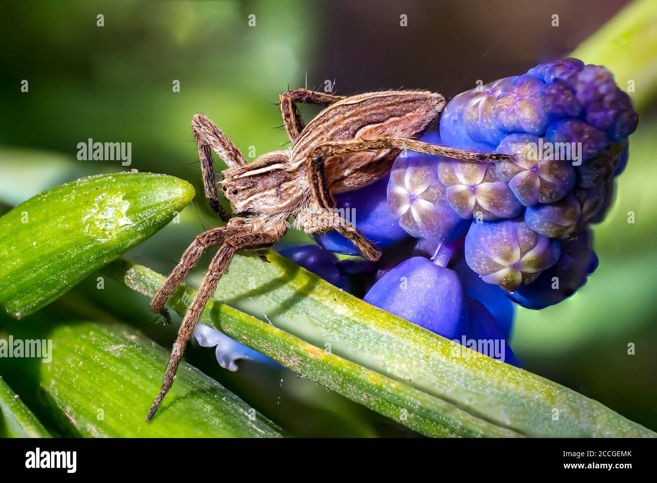 predatory spider close up Stock Photo - Alamy