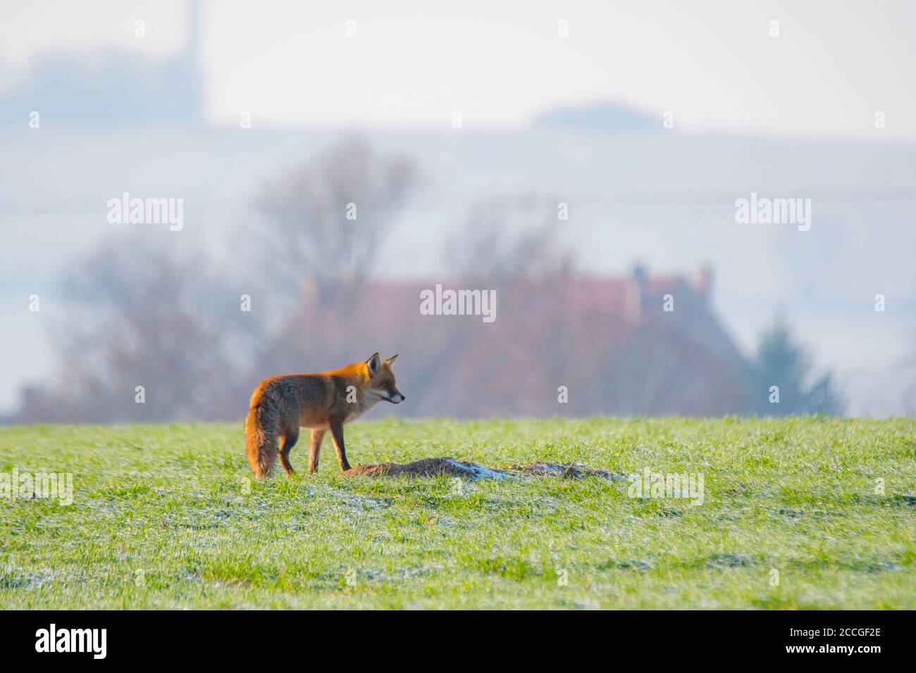 Fox cave hi-res stock photography and images - Alamy