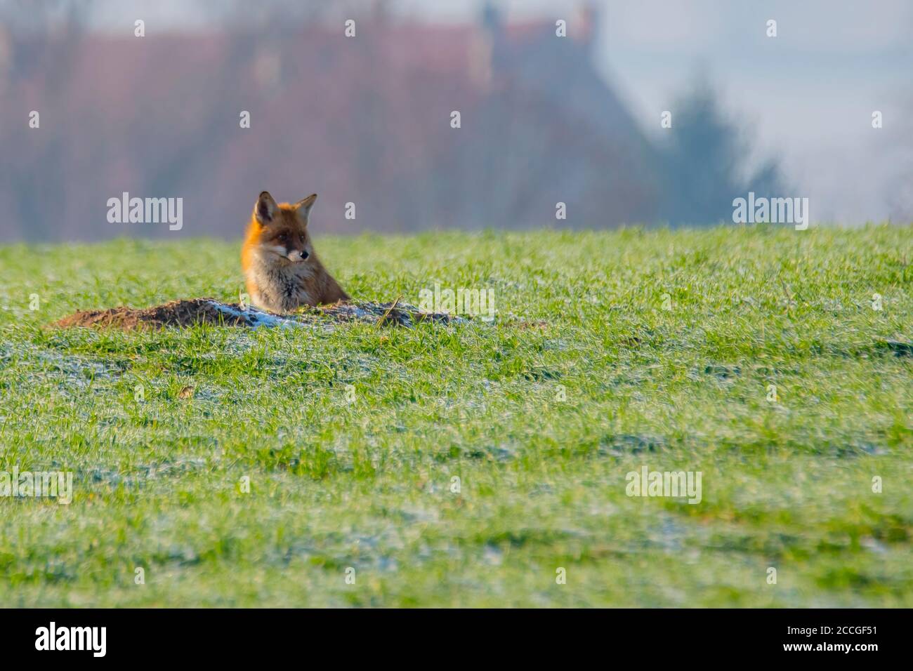 Red fox family winter hi-res stock photography and images - Alamy