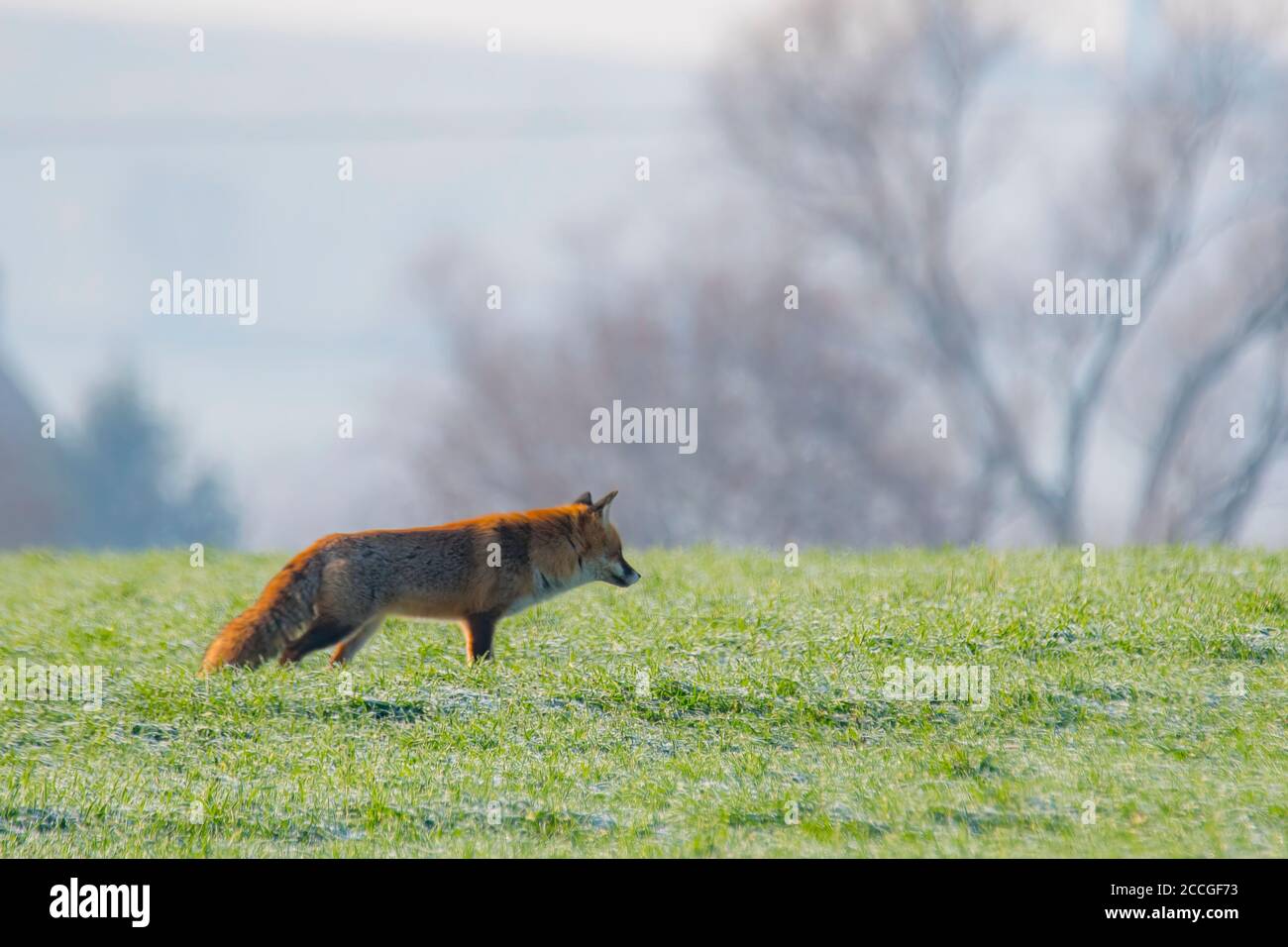 Fox cave hi-res stock photography and images - Alamy
