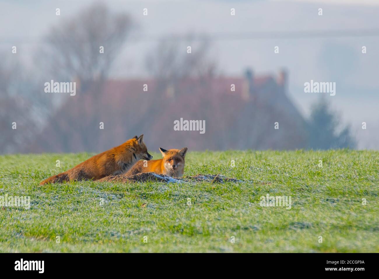 young fox couple at a fox cave Stock Photo - Alamy