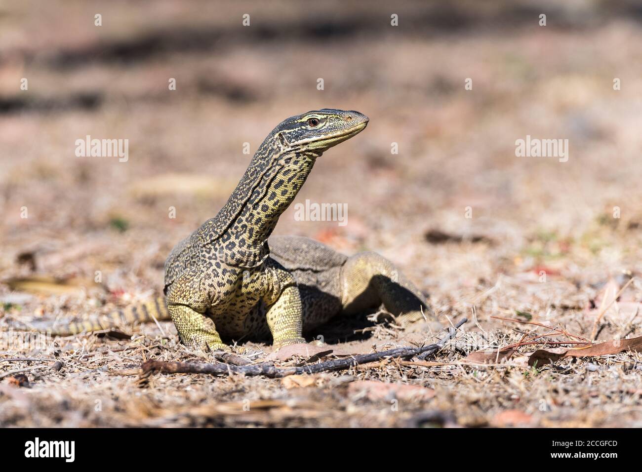 An Australian lace monitor or sand goanna sits basking in the in the ...