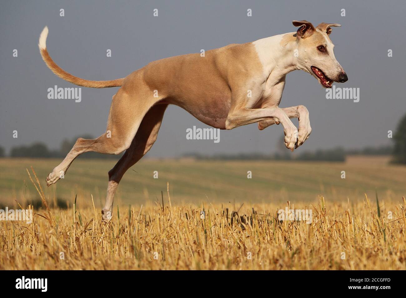 Funny galgo running in a field Stock Photo - Alamy