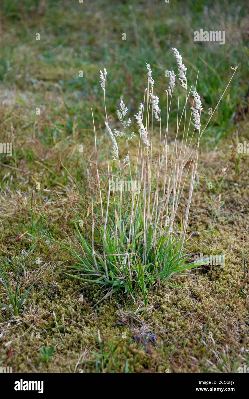 Vertical closeup shot of a tall grass plant in a field Stock Photo - Alamy