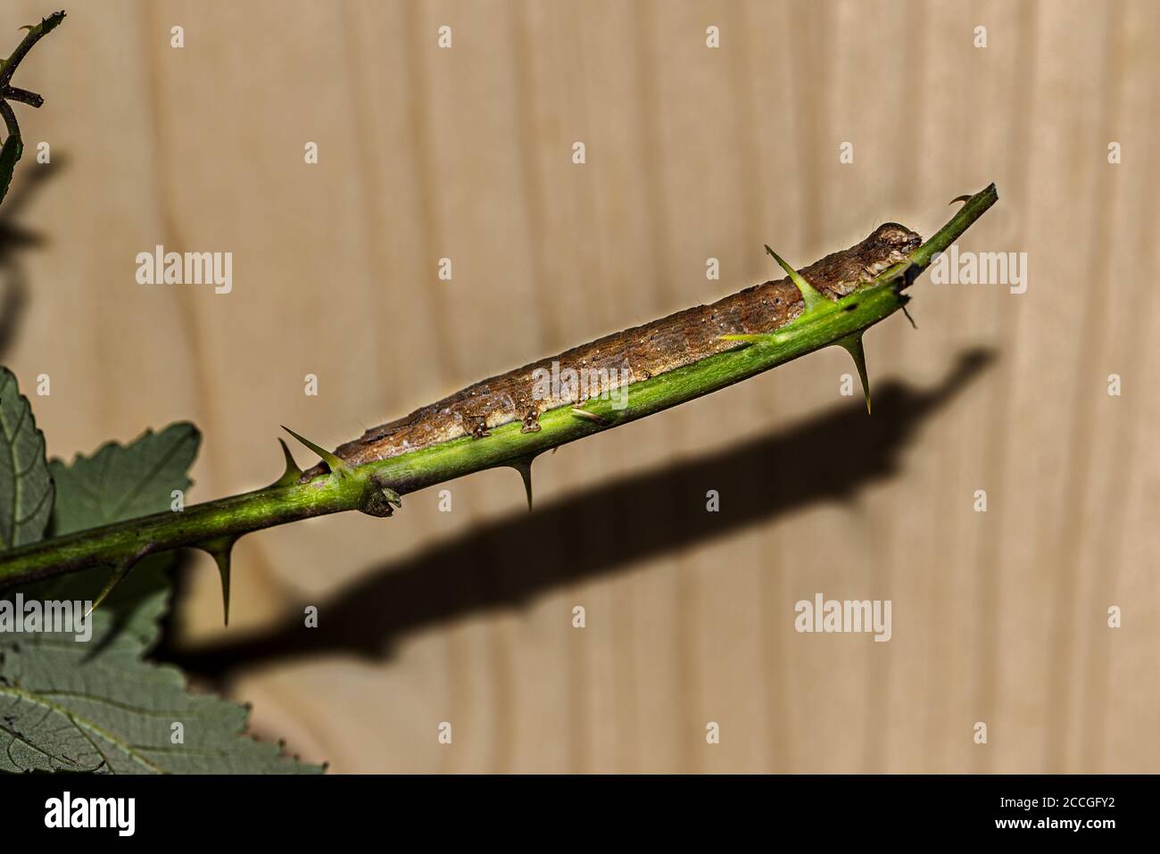 A closeup shot of a brown worm crawling on a green slim branch Stock ...