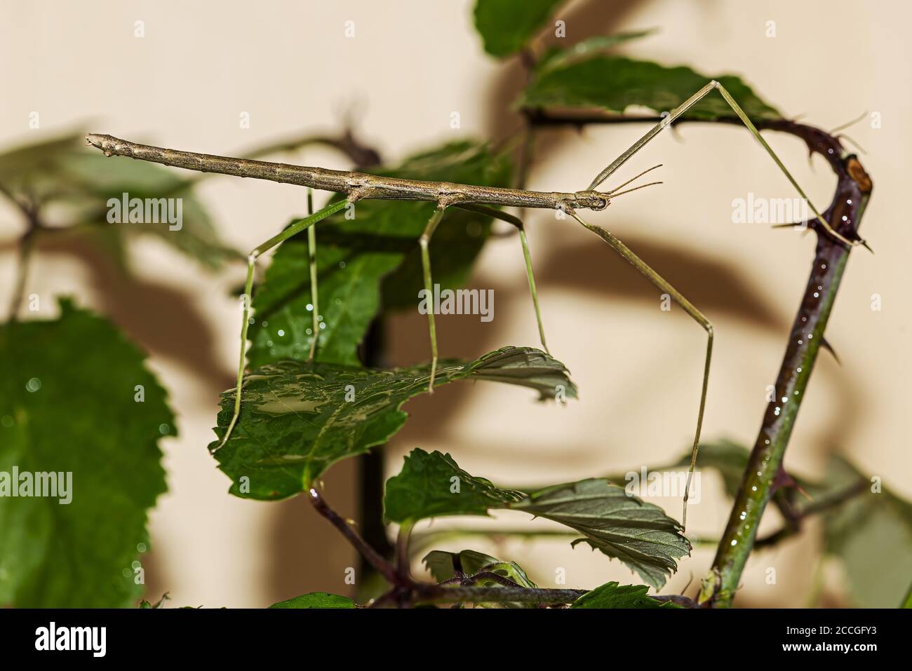 A closeup shot of an insect called Stick Insect or scientifically known ...