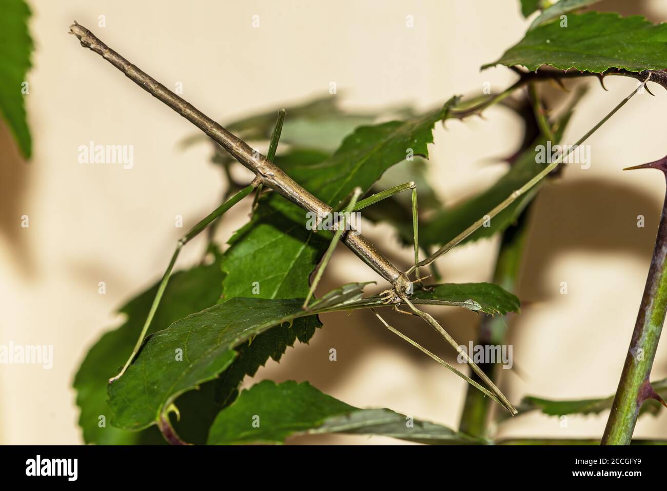 A closeup shot of an insect called Stick Insect or scientifically known ...