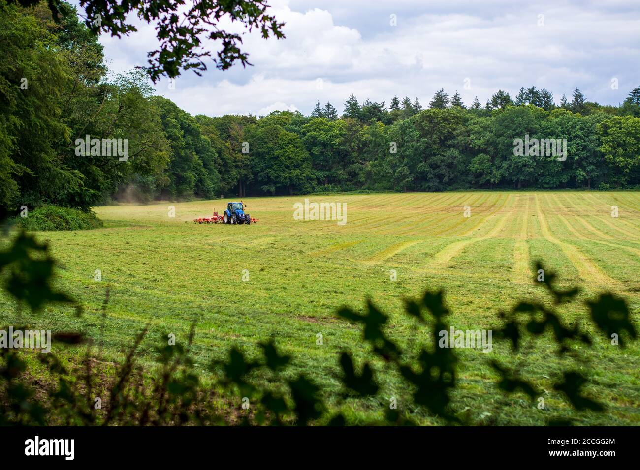 Green grass farm field with blue tractor with a rotary rake raking ...