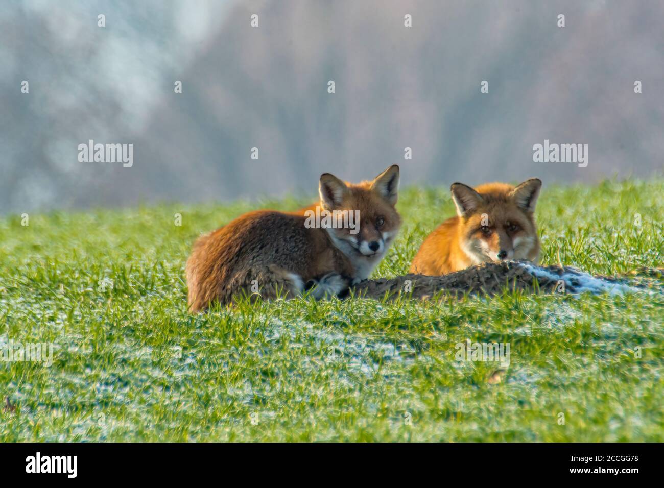 young fox couple at a fox cave Stock Photo - Alamy