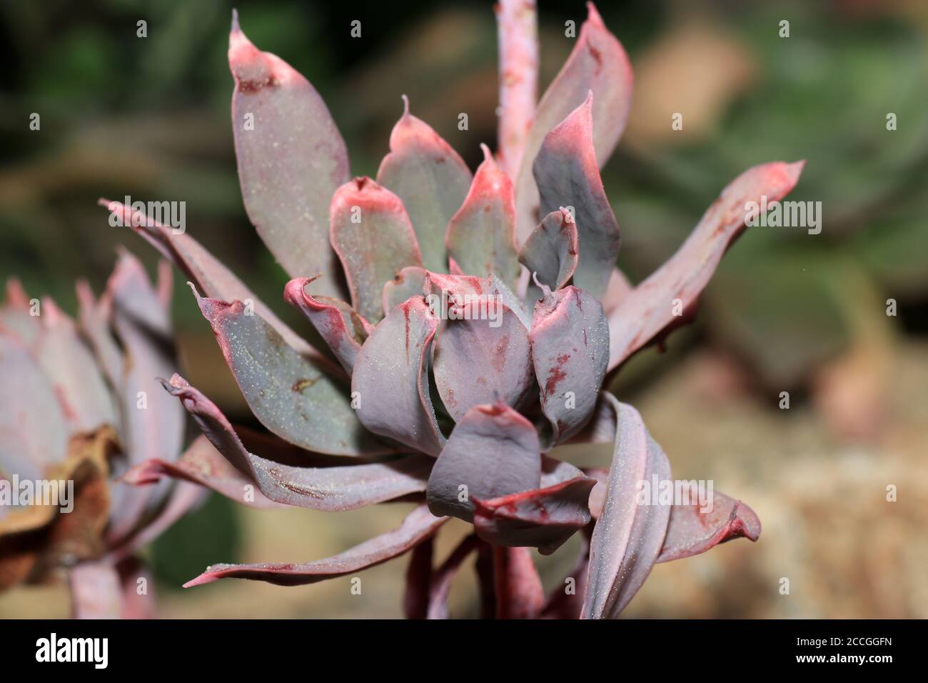 Closeup shot of Mexican gem or white Mexican rose Stock Photo - Alamy
