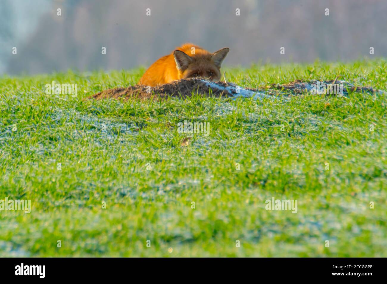 young fox at a fox cave Stock Photo - Alamy