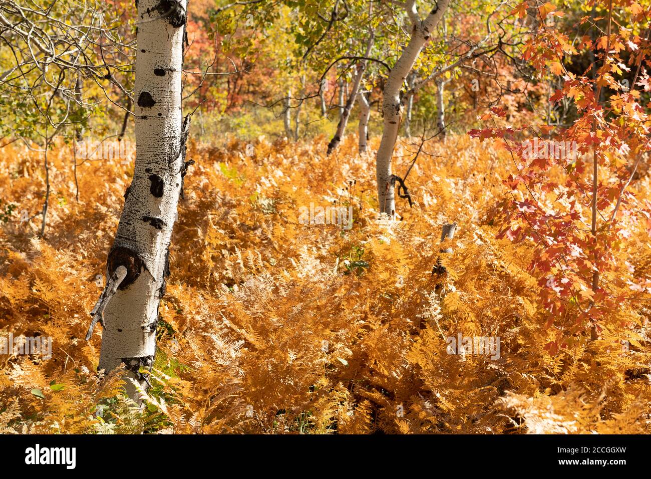 Usa fall trees hi-res stock photography and images - Alamy