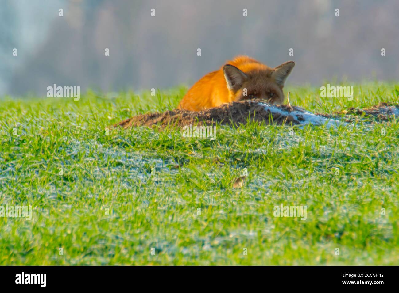 young fox at a fox cave Stock Photo - Alamy