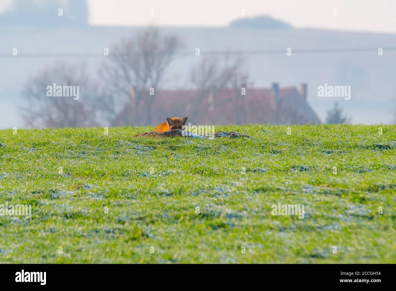 young fox at a fox cave Stock Photo - Alamy