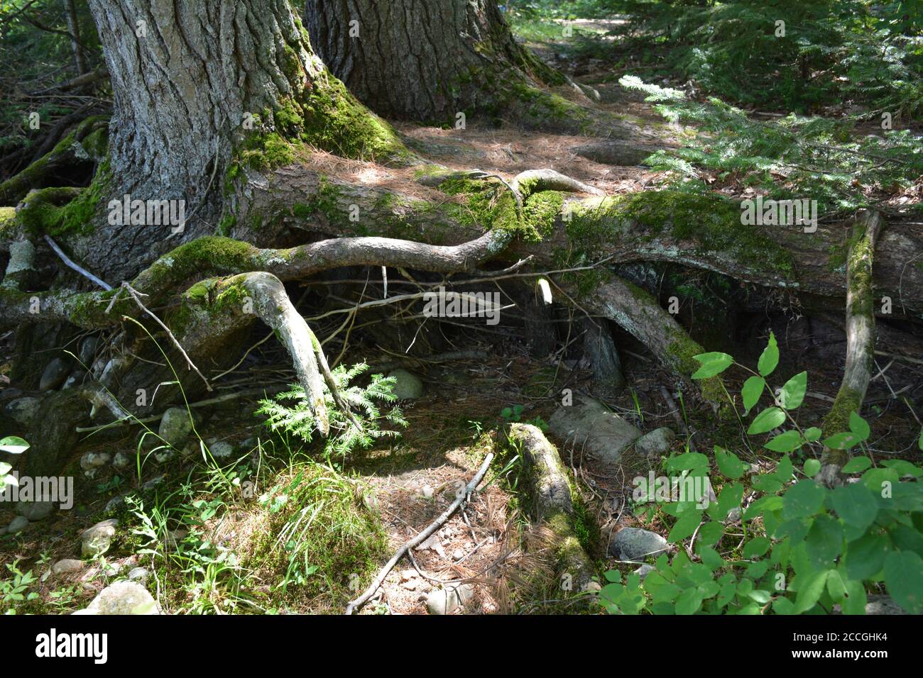 Gnarled roots at the base of an old cedar tree Stock Photo - Alamy