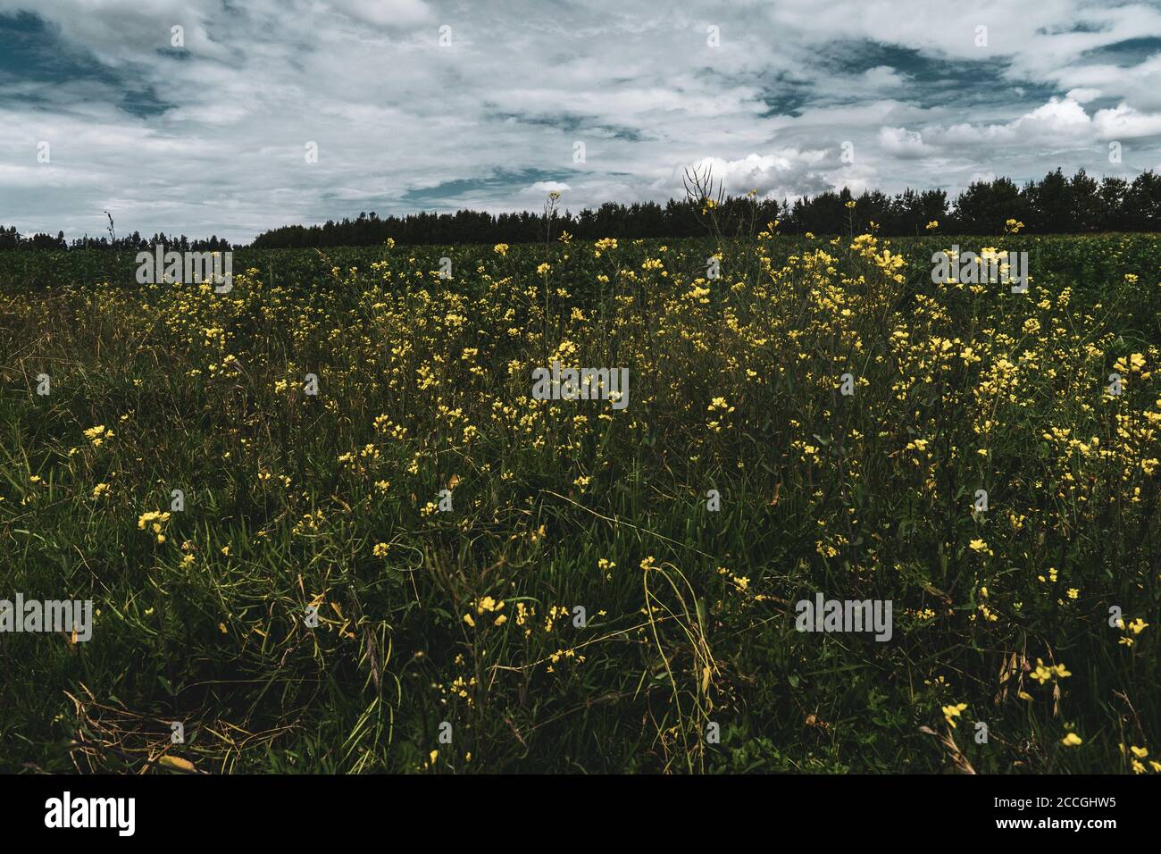 Vast field with yellow wildflowers with a cloudy sky over it Stock ...