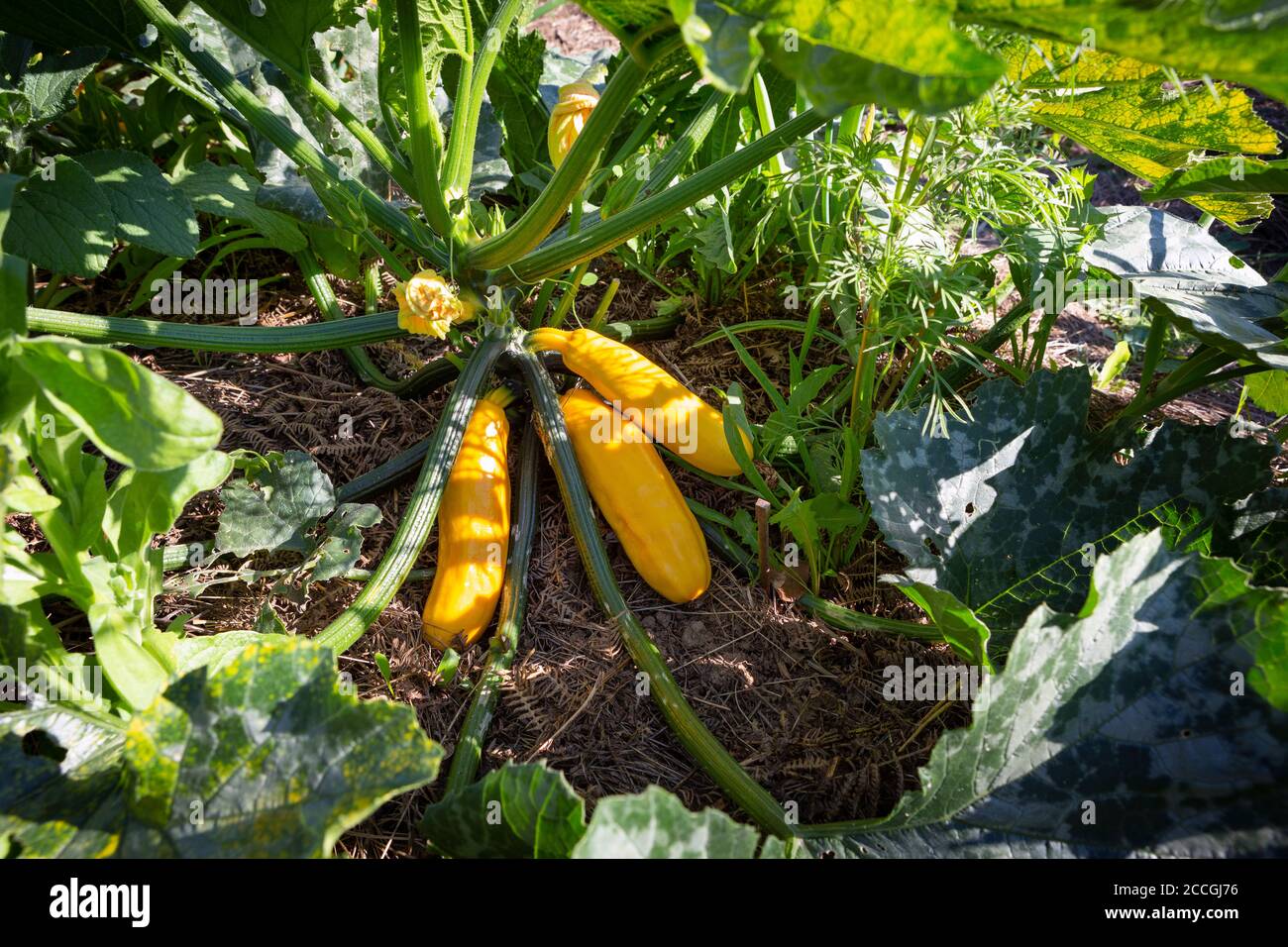 Harvest-ready yellow Zucchini or Courgette - Cucurbita pepo, growing in ...