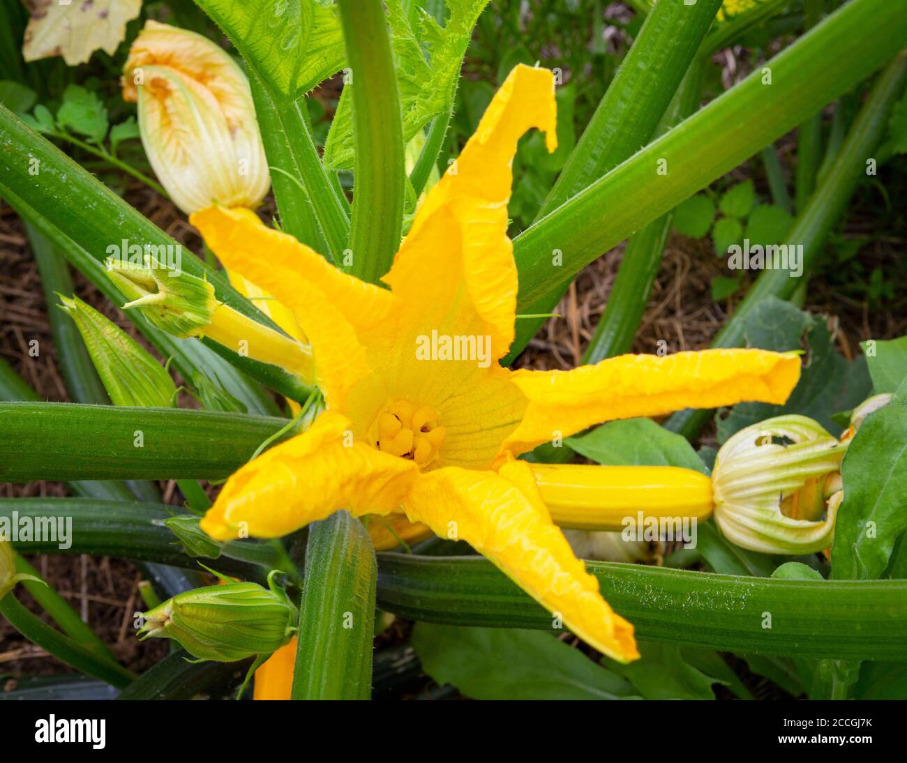 Close up of a Zucchini or Courgette flower - Cucurbita pepo, growing in ...
