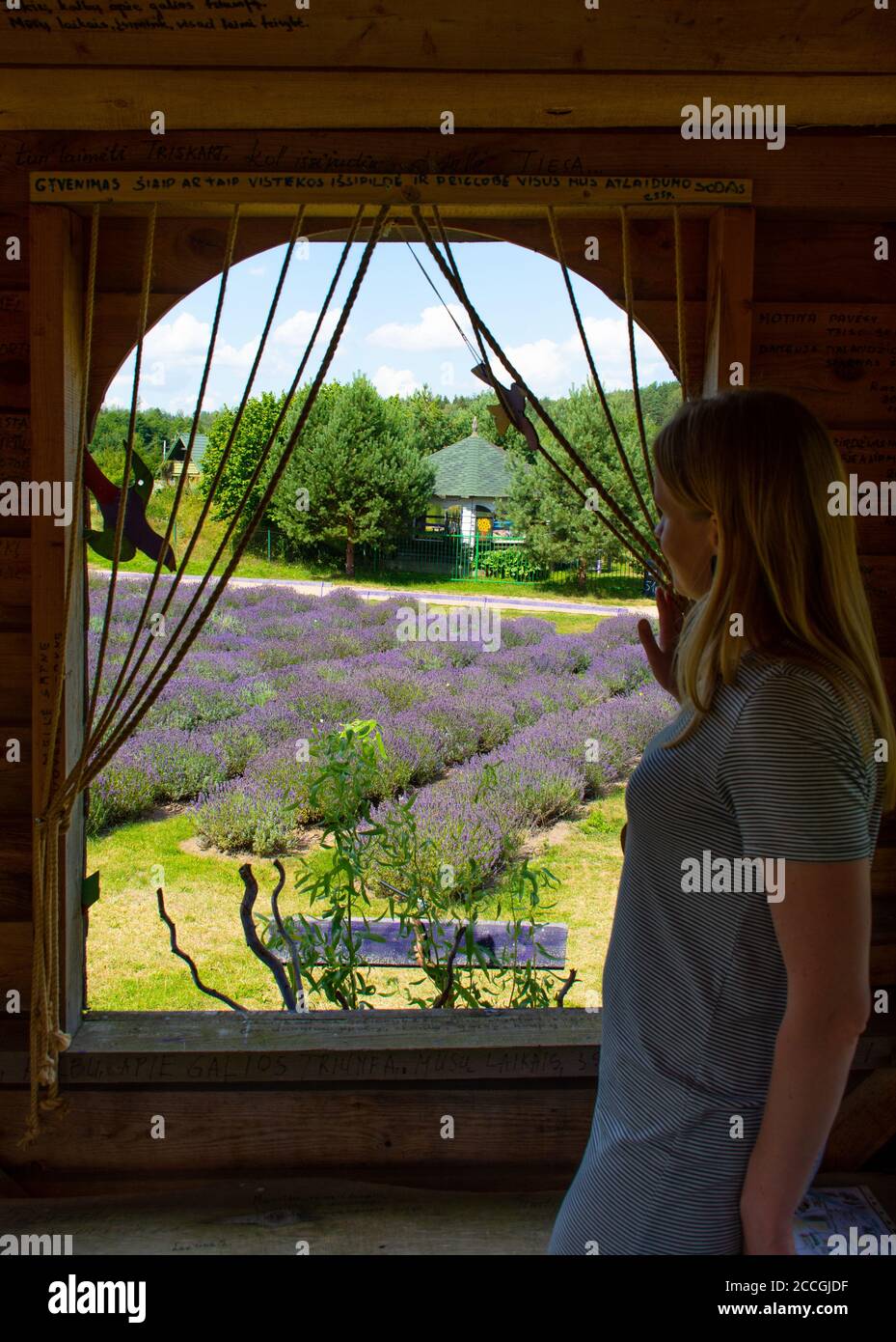 Girl looking through the window on a countryside with a lavender field ...