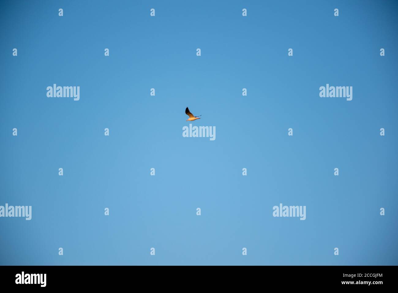 Beautiful shot of a single small bird flying in a clear blue sky Stock ...