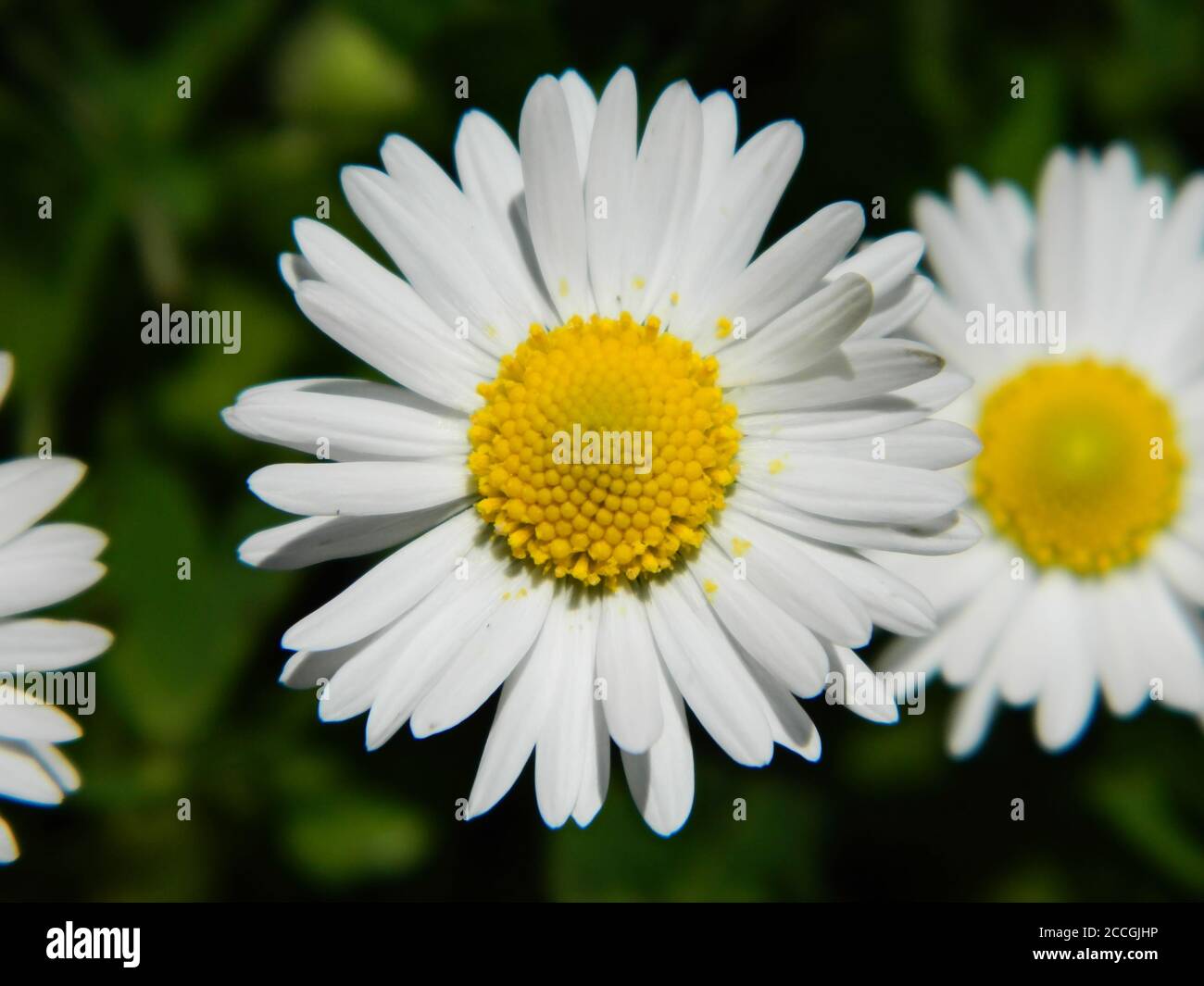 Closeup of oxeye daisy Stock Photo - Alamy