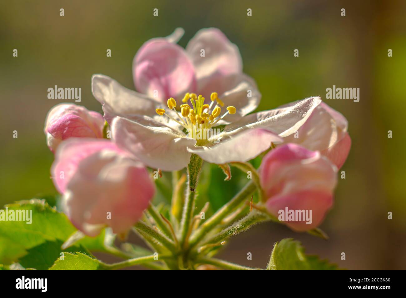 spring flower in my summer season garden Stock Photo - Alamy