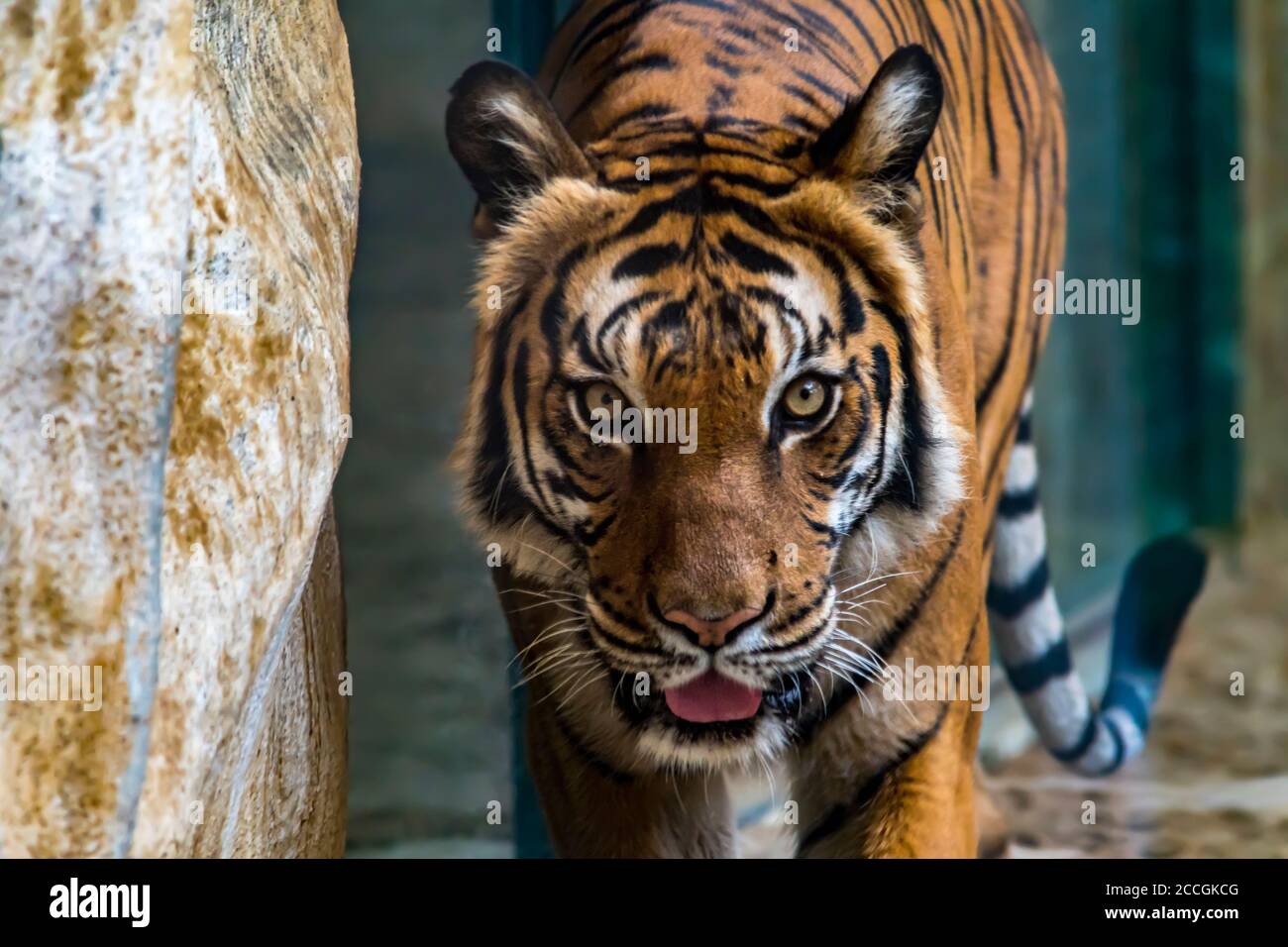 wild tiger watching for prey in the green jungle Stock Photo - Alamy
