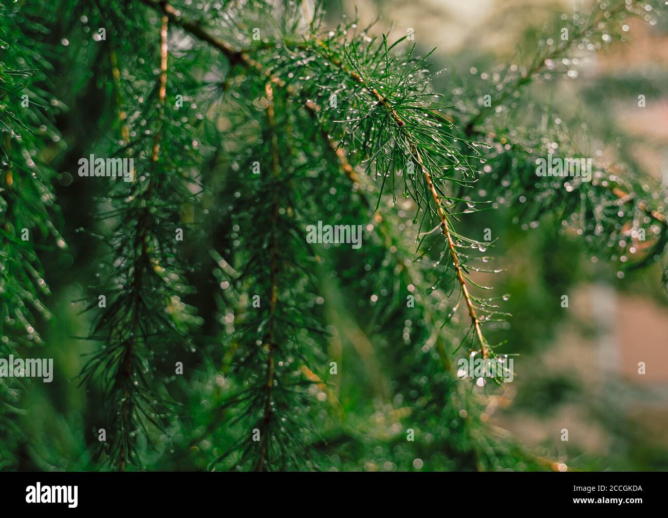 Natural sparkling spring water hi-res stock photography and images - Alamy