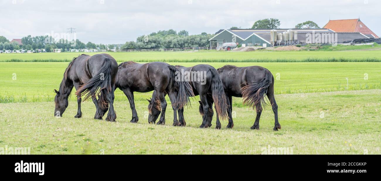 Group of horses with the same grazing posture moving synchronously in a ...