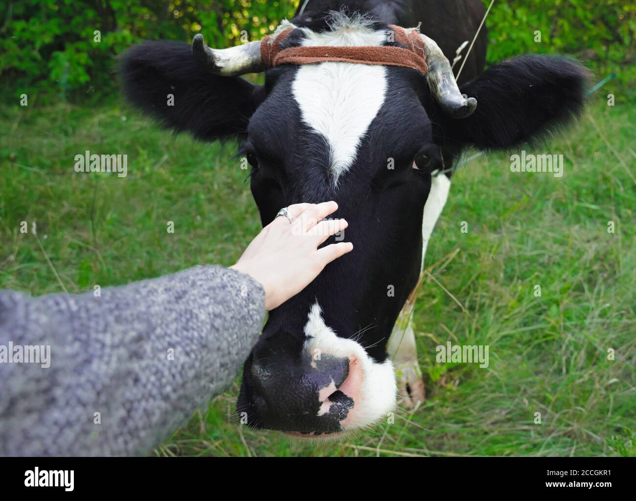 A woman's hand touches a cow's head. Black and white spotted cow on the ...
