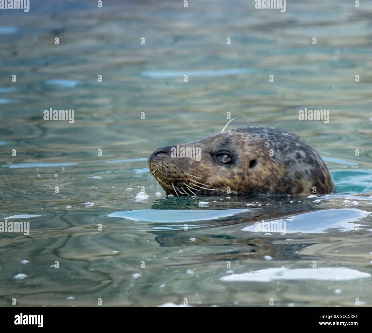 Seals at sea life Hunstanton Stock Photo - Alamy