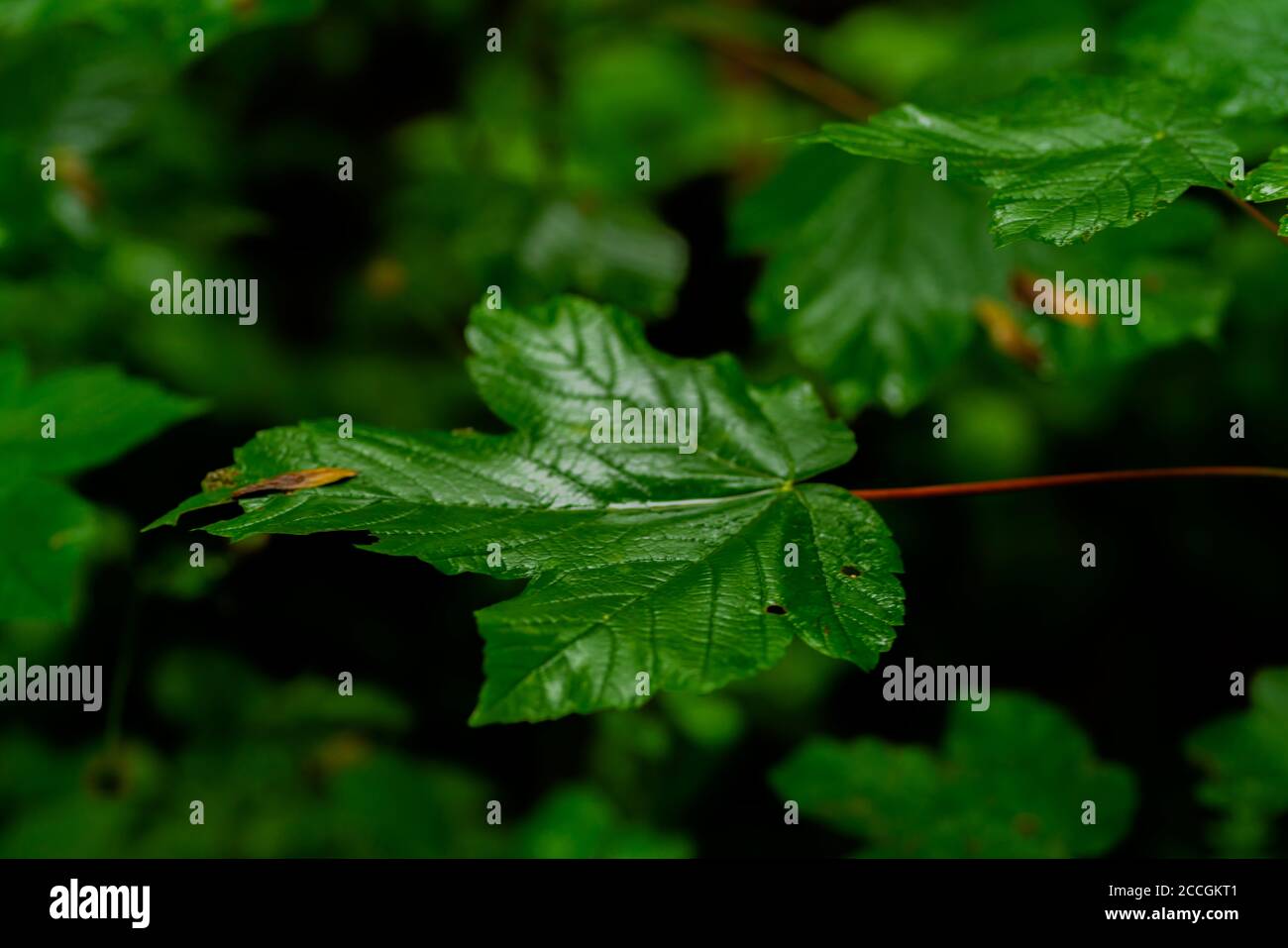 a young tree in the forest, Wet leaf of a young maple tree Stock Photo ...