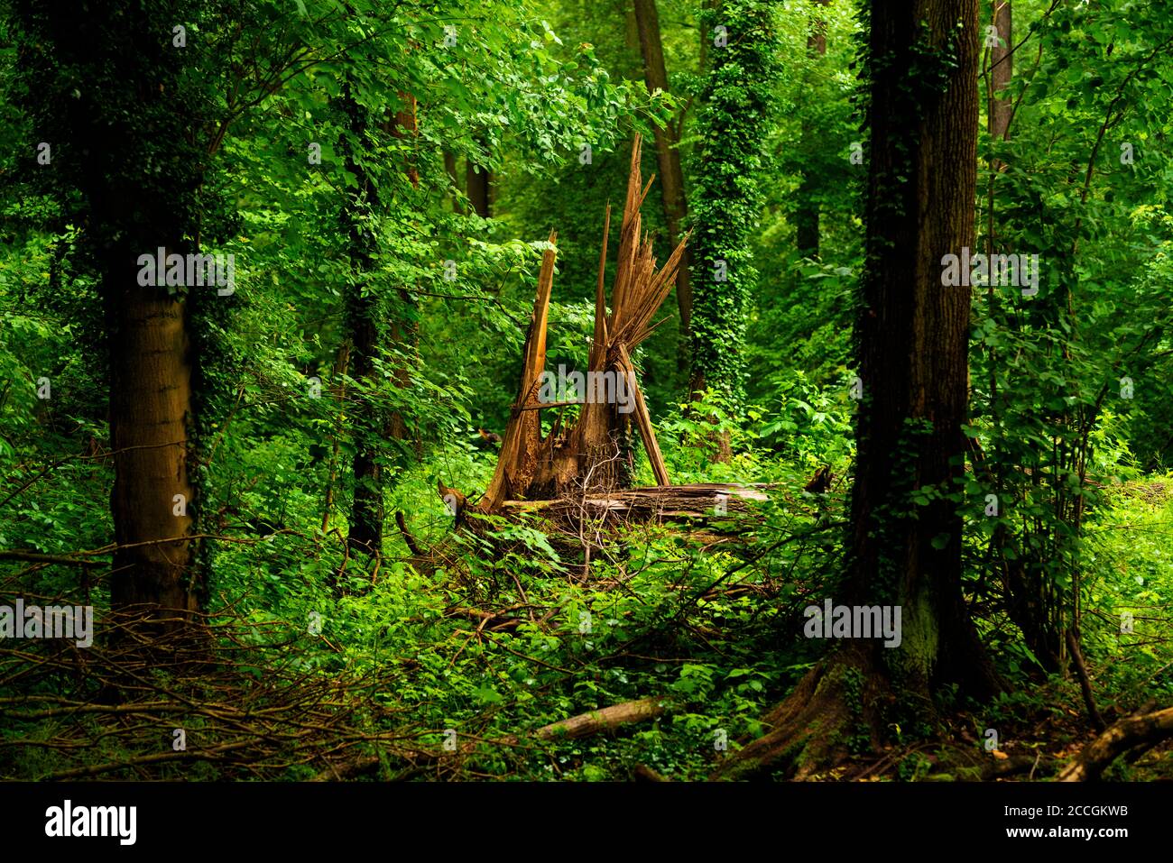 Aborted hi-res stock photography and images - Alamy