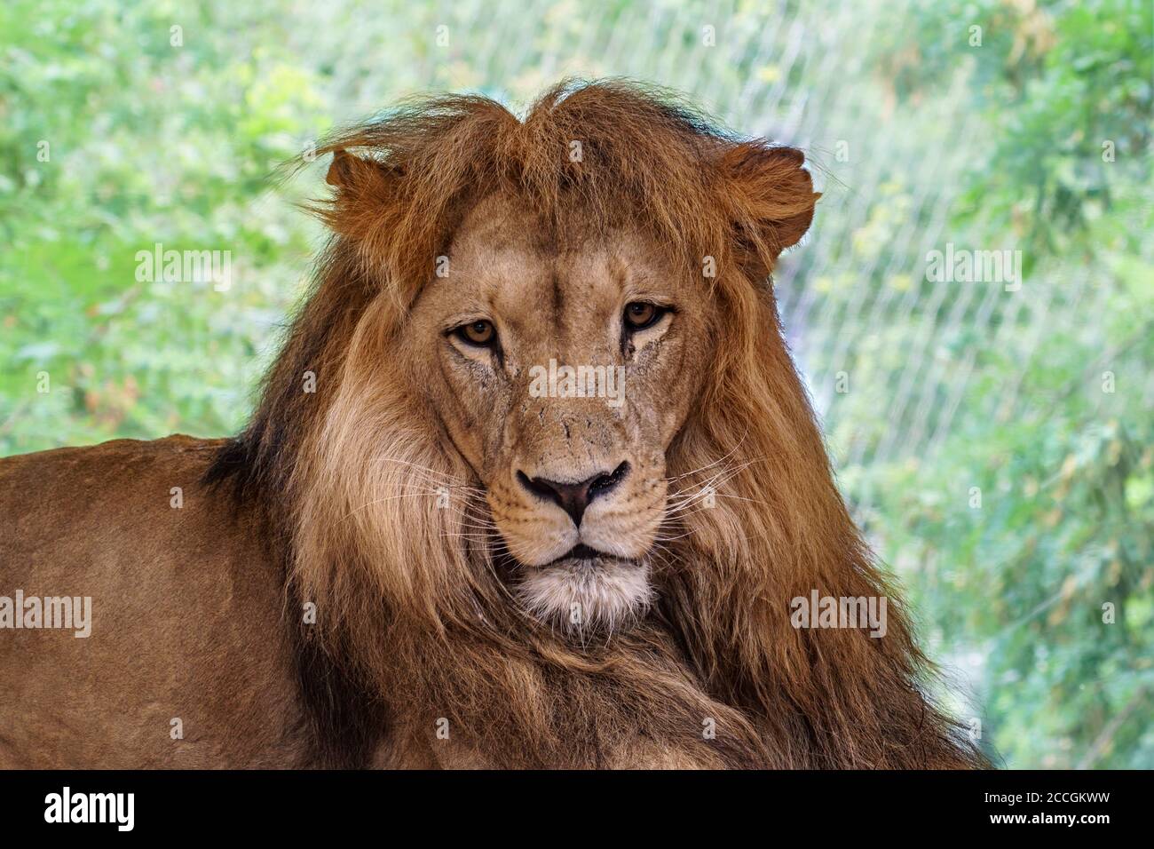 wild lion male is chilling in the savanna sun Stock Photo - Alamy