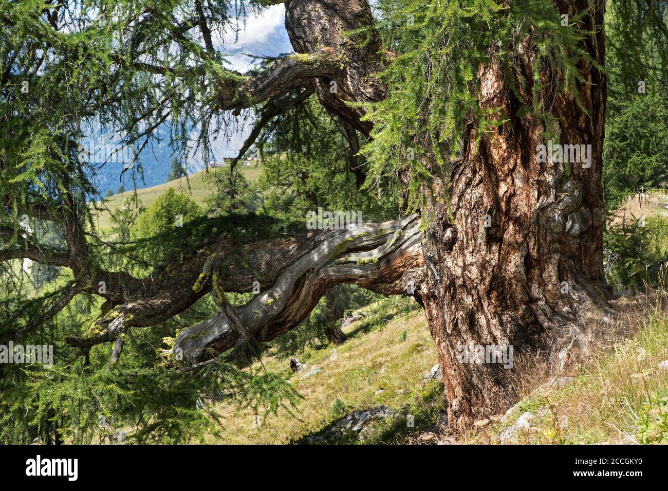 Location of the largest and oldest larches in europe hi-res stock ...