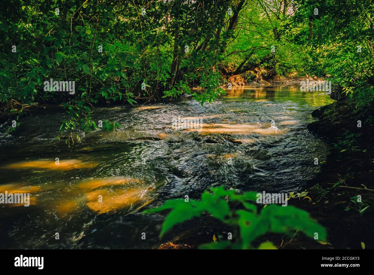 Rough narrow Noksa river in the shade of trees. Water of different ...