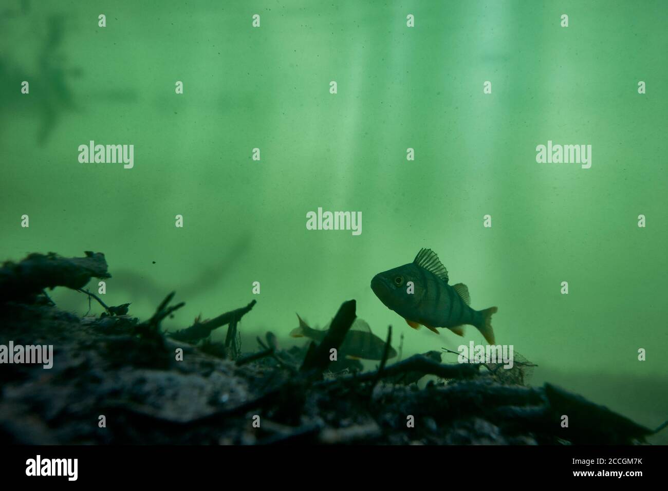 Ground perch hi-res stock photography and images - Alamy