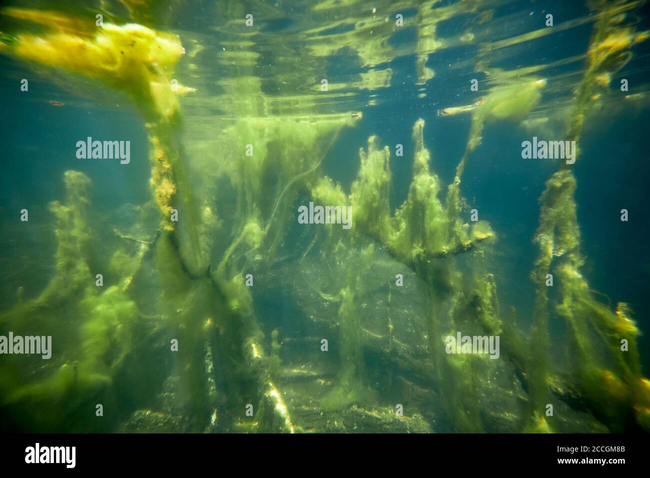 Algae growth, underwater, lake Stock Photo - Alamy