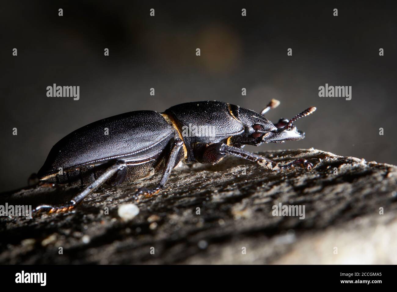 Beetles, beamed shrubs, Dorcus parallelipipedus Stock Photo - Alamy