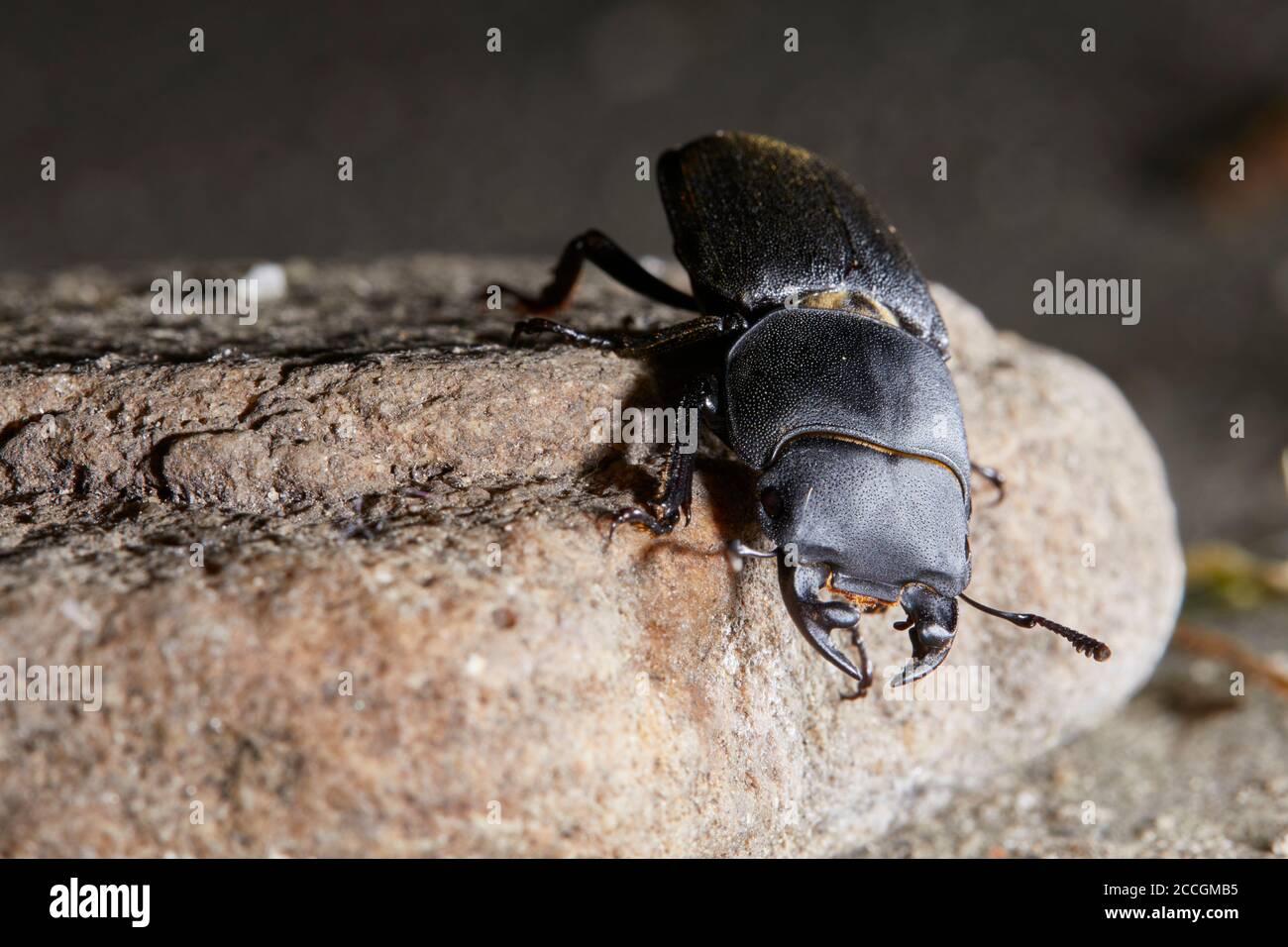 Beetles, beamed shrubs, Dorcus parallelipipedus Stock Photo - Alamy