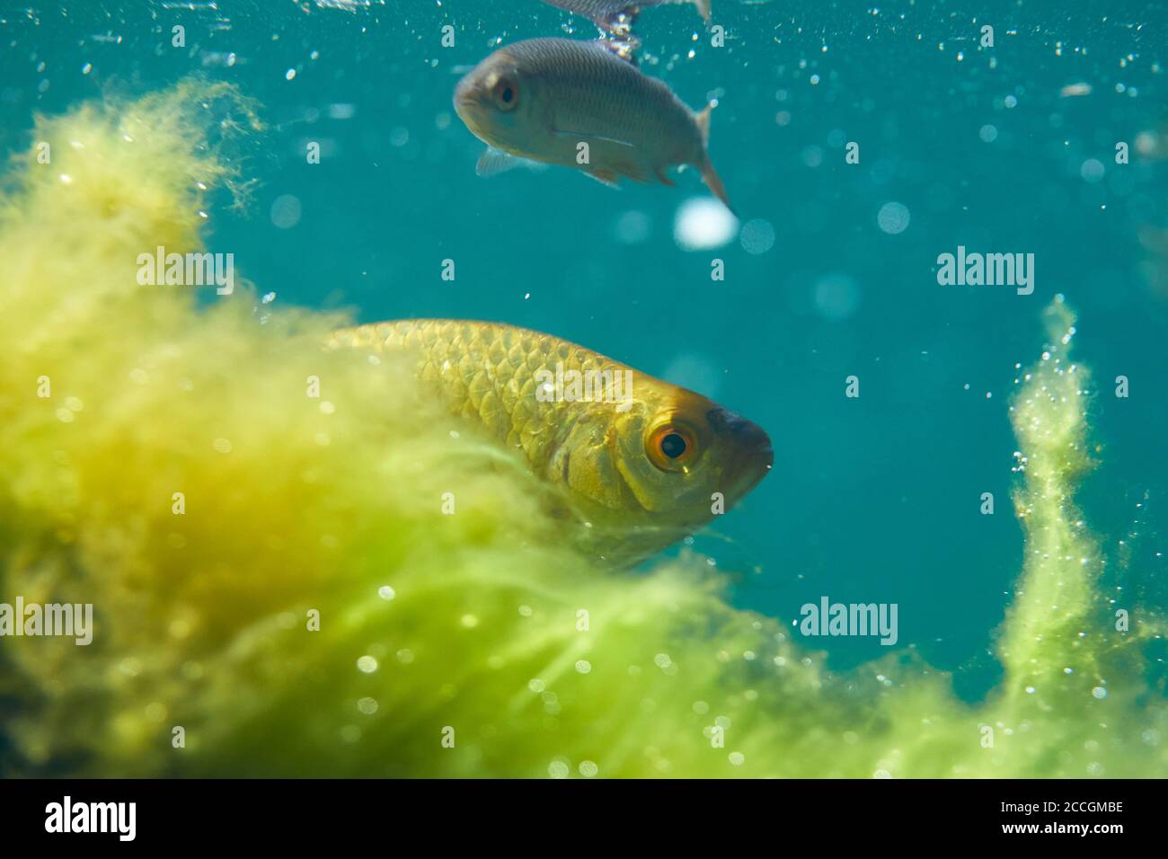 Rudd fresh water fish scardinius hi-res stock photography and images ...