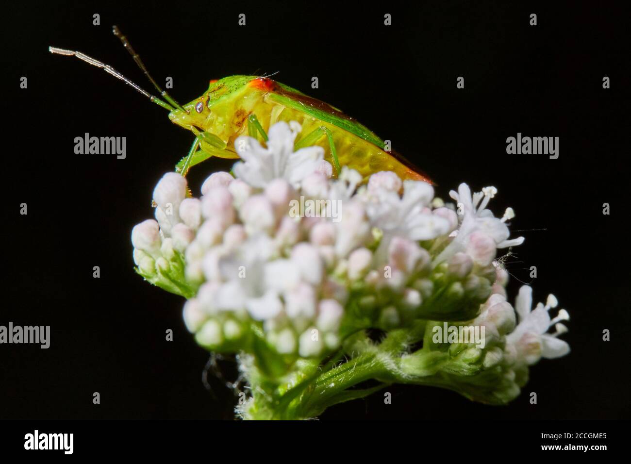 Bug, sting bug, acanthosoma haemorrhoidale Stock Photo - Alamy